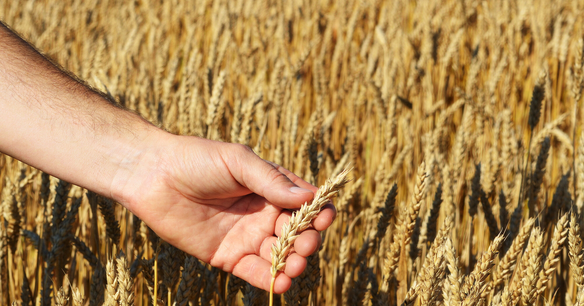 Micronutrients in Crop Care - Lohtragon